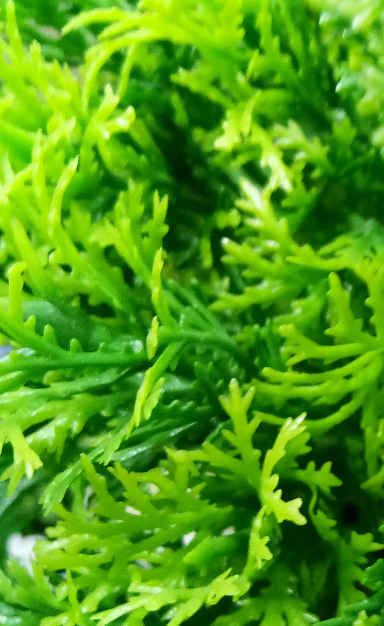 Best Green Background HD Images | Free Download